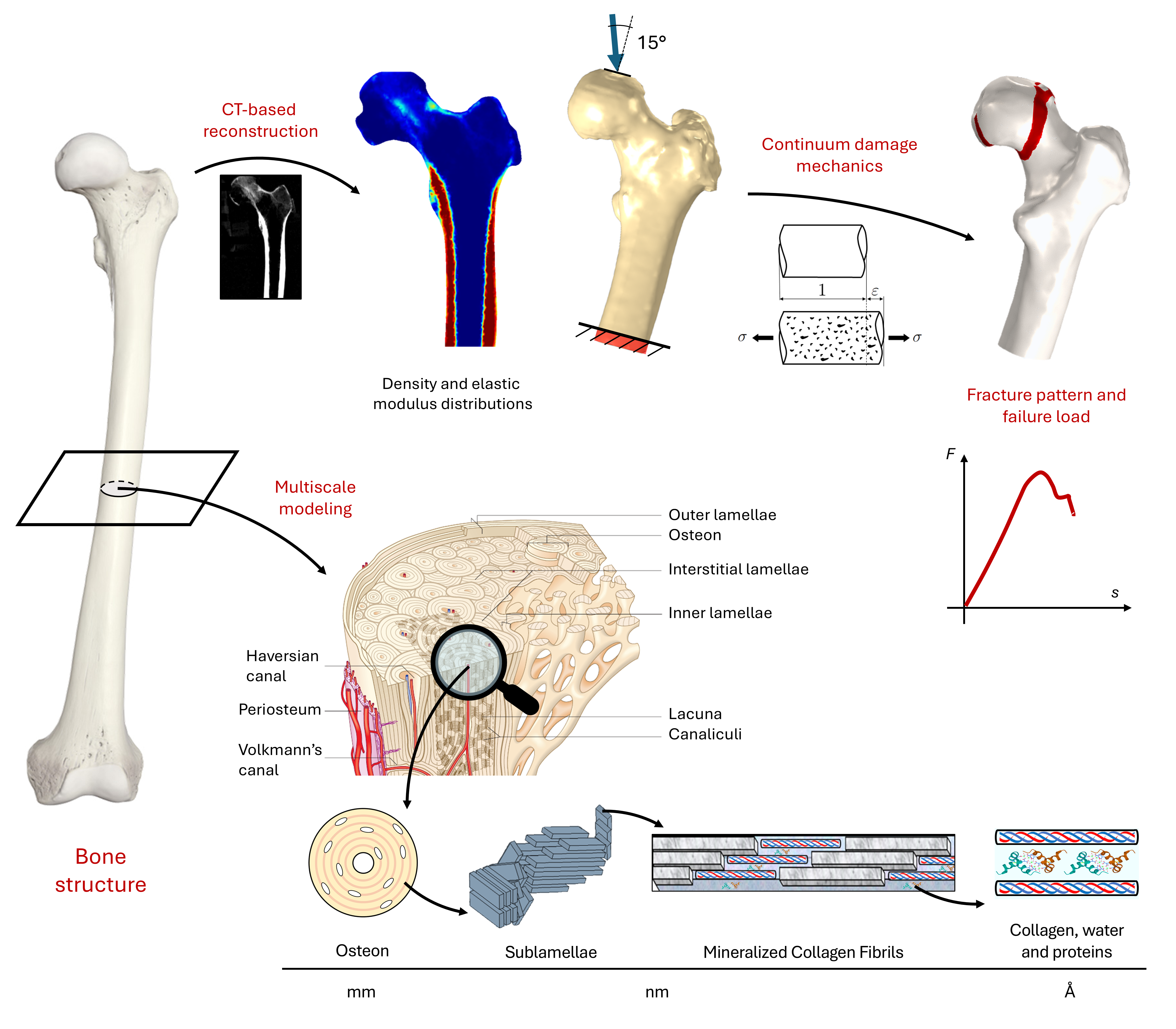 Bone – M2M Group – Multiscale and Multiphysics Mechanics